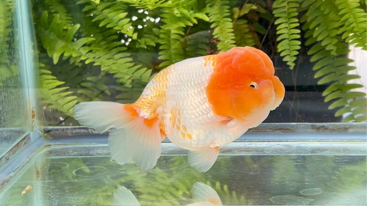 20+ Different Types of Goldfish Varieties With Traits & Images