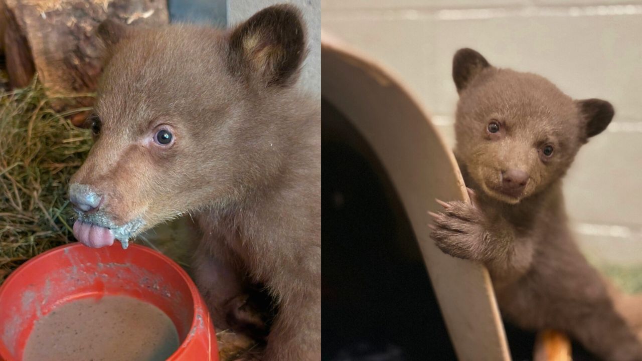 Meet the Tiny Black Bear Cub San Diego Humane Society Is Fighting to Save
