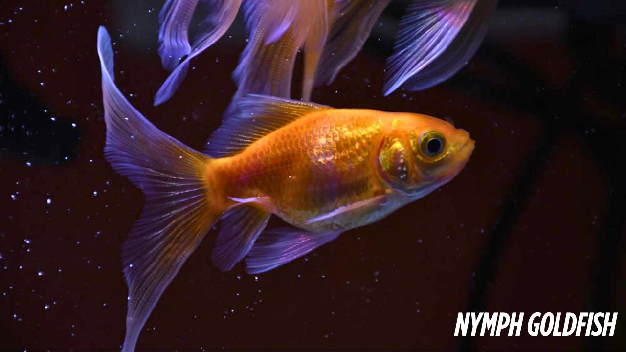 20+ Different Types of Goldfish Varieties With Traits & Images
