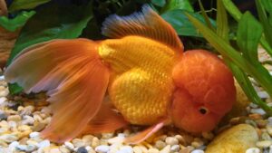 20+ Different Types of Goldfish Varieties With Traits & Images