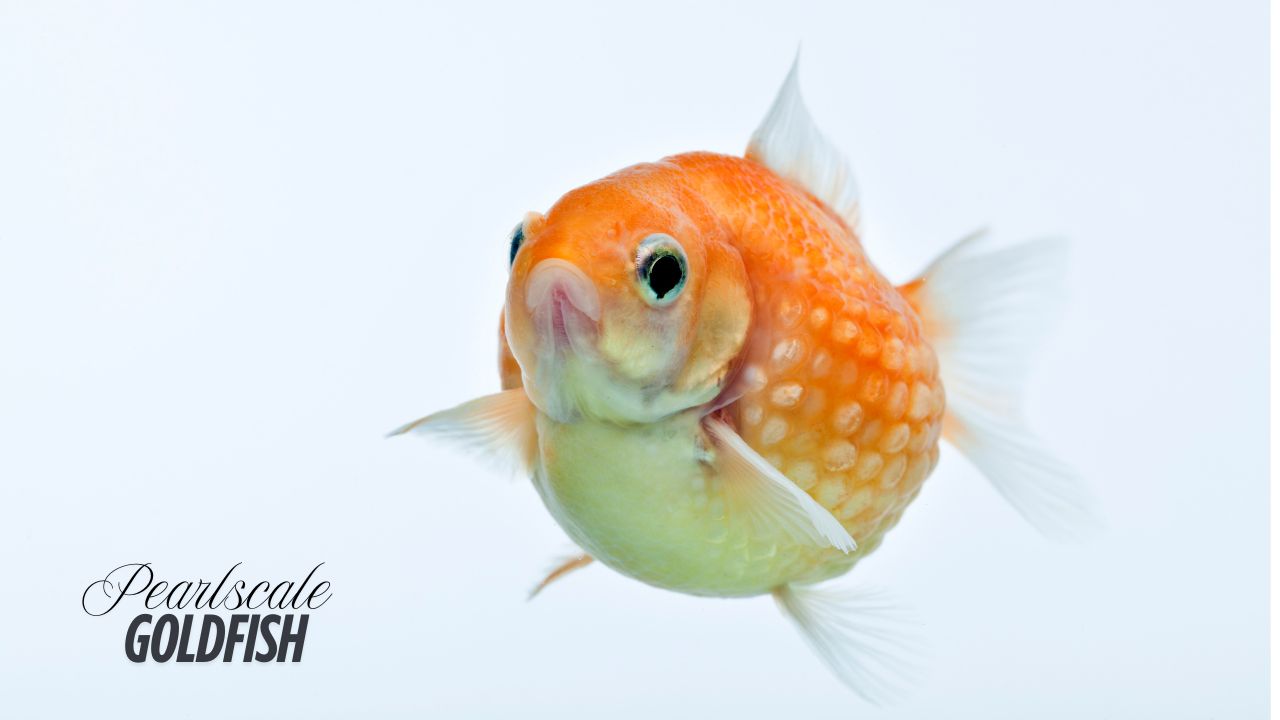 20+ Different Types of Goldfish Varieties With Traits & Images