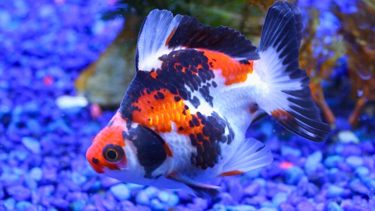 20+ Different Types of Goldfish Varieties With Traits & Images