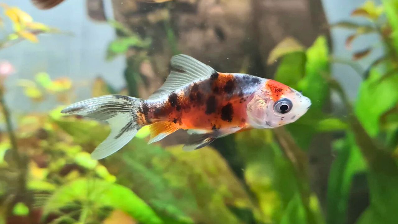 20+ Different Types of Goldfish Varieties With Traits & Images
