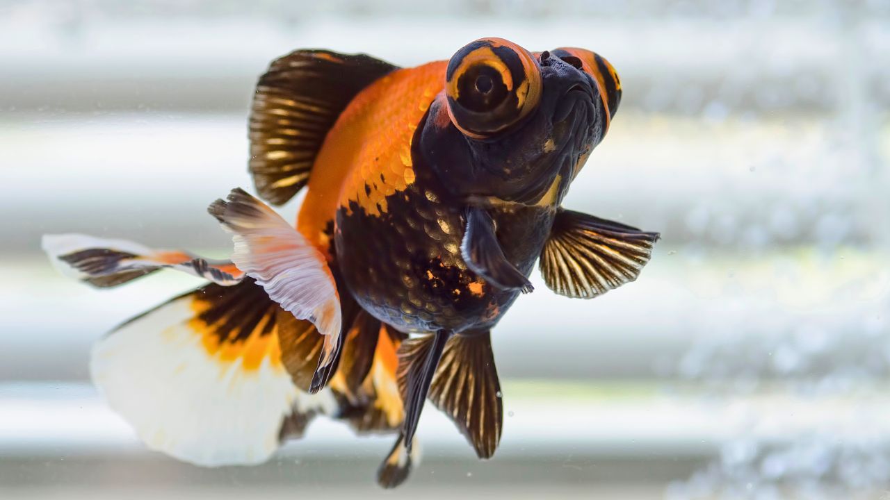 20+ Different Types of Goldfish Varieties With Traits & Images