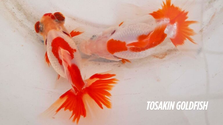20+ Different Types of Goldfish Varieties With Traits & Images