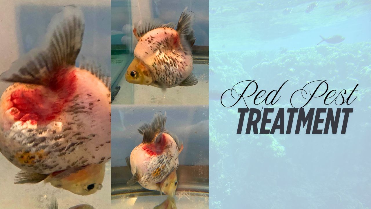 Red Pest Disease in Goldfish - Symptoms, Causes, Treatment & Prevention ...