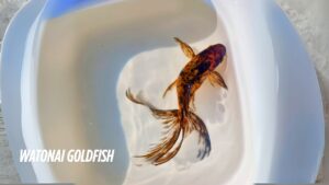 20+ Different Types of Goldfish Varieties With Traits & Images