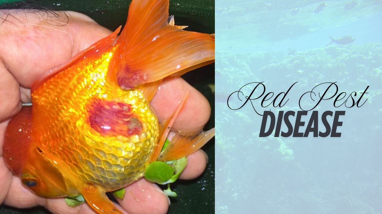 Red Pest Disease in Goldfish - Symptoms, Causes, Treatment & Prevention ...