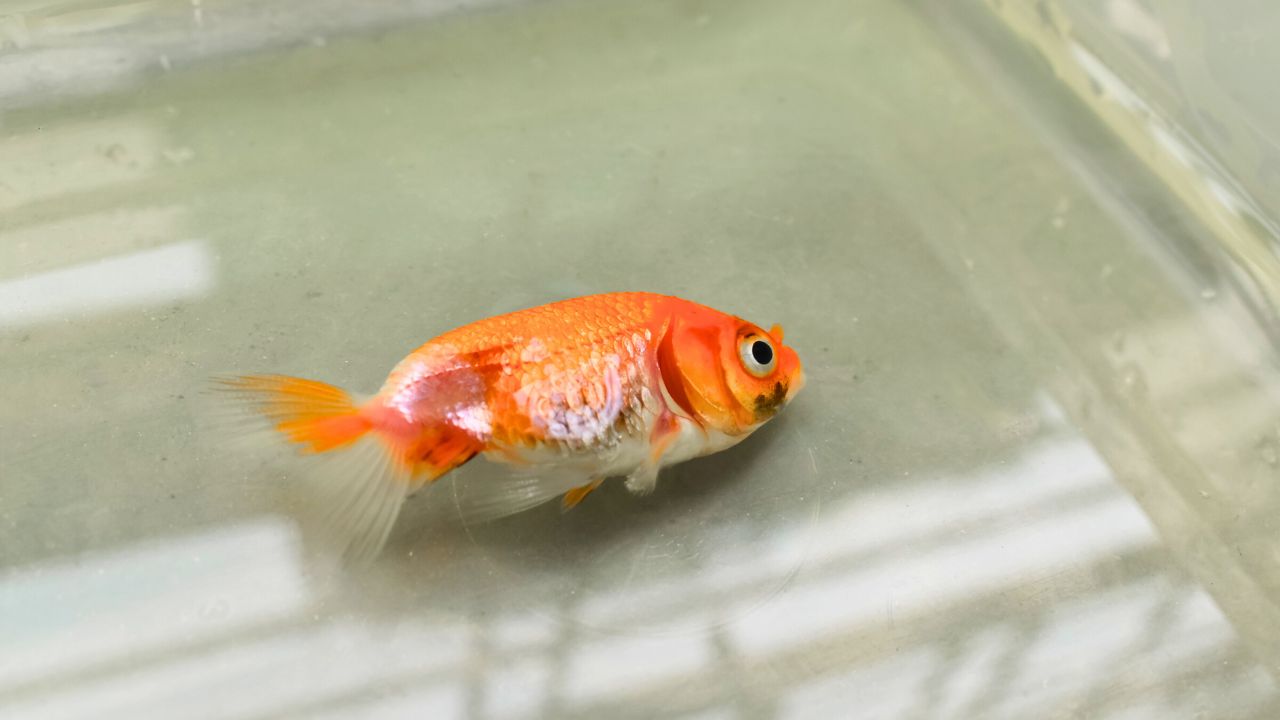 Goldfish Swim Bladder Disease: Symptoms, Causes, Treatments & Prevention