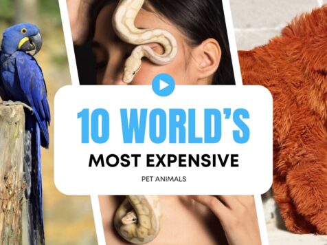 Meet World's Most Expensive Pets: The Billion-Dollar Animal World