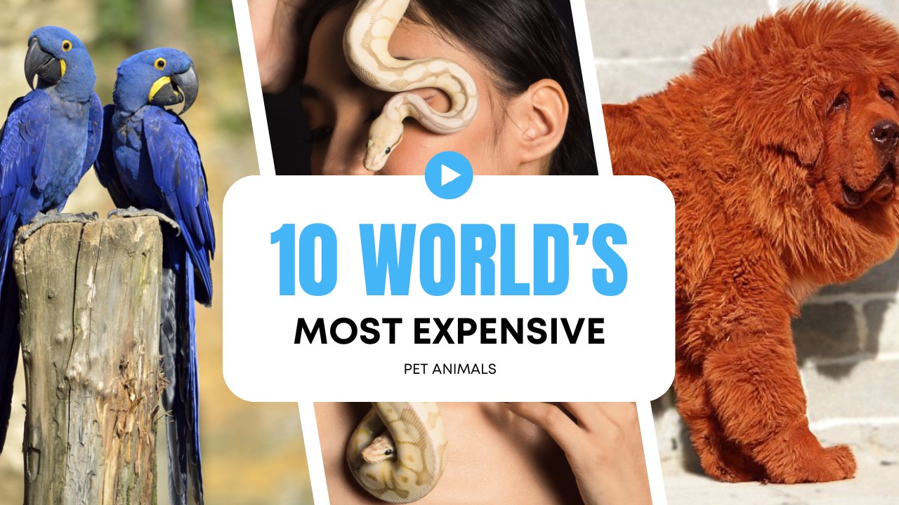 Meet World's Most Expensive Pets: The Billion-Dollar Animal World